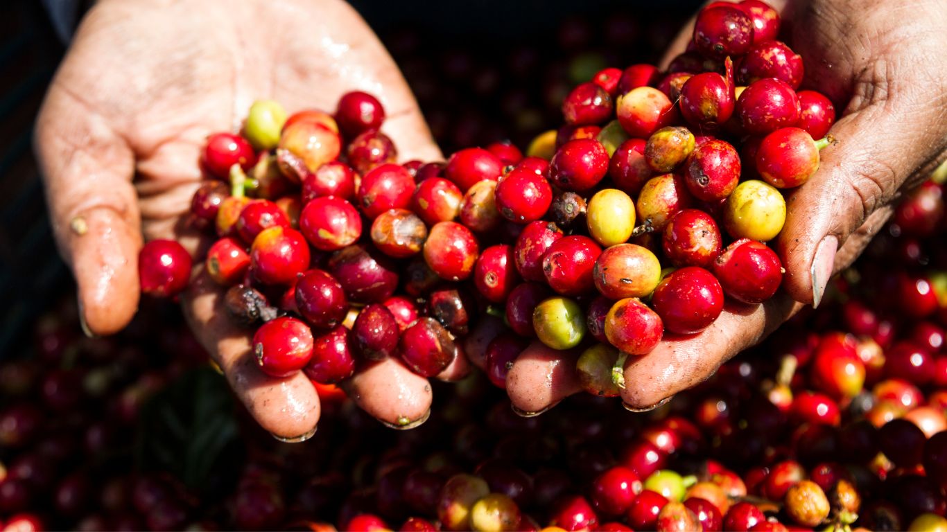 Control de la broca del café con avispas: ¿es viable? - Borbotea
