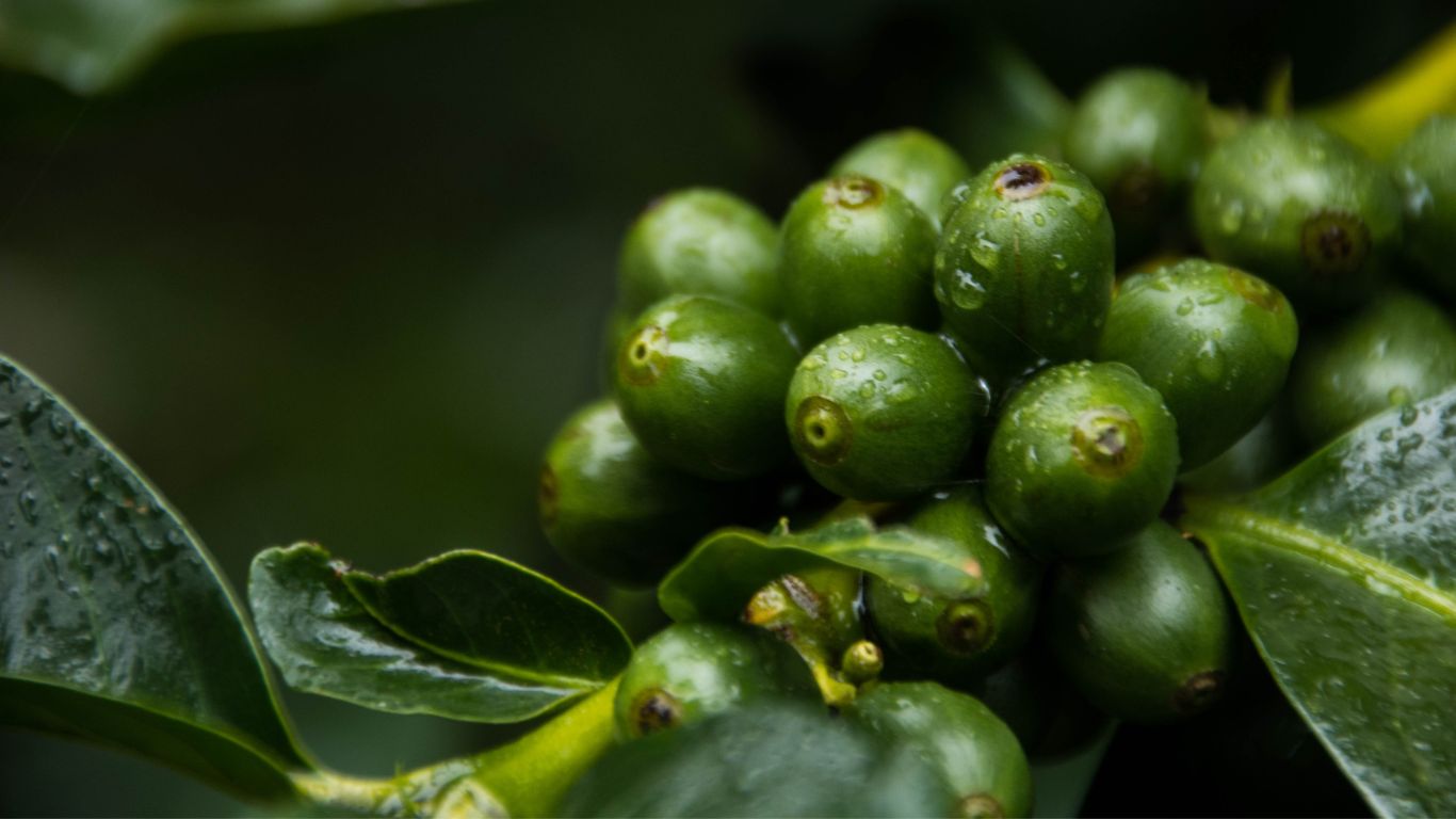 Control de la broca del café con avispas: ¿es viable? - Borbotea